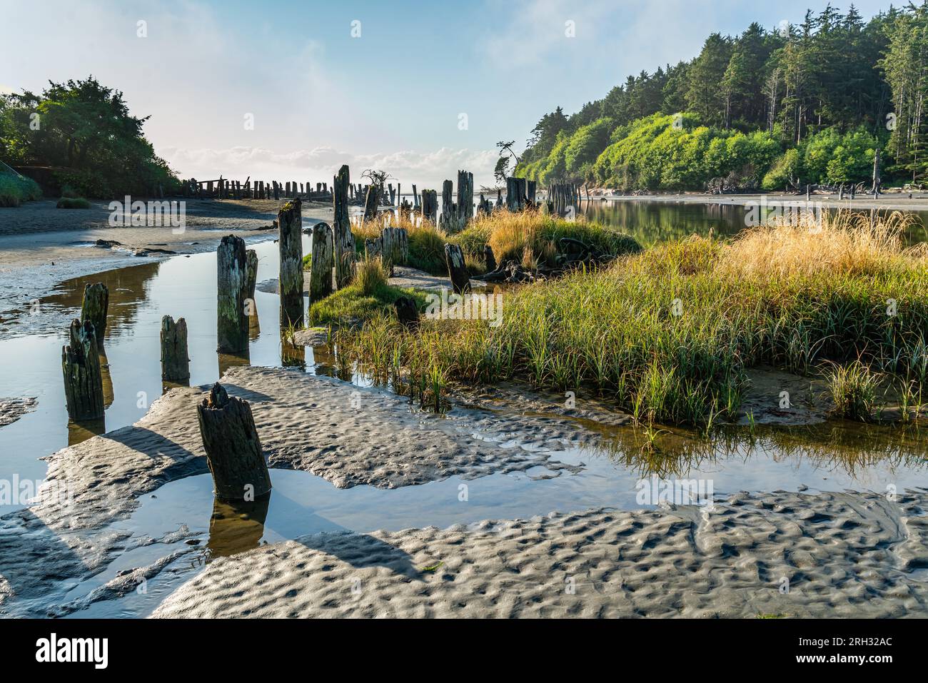 Evergreen trees and old pilings line the Moclips River in Washington ...
