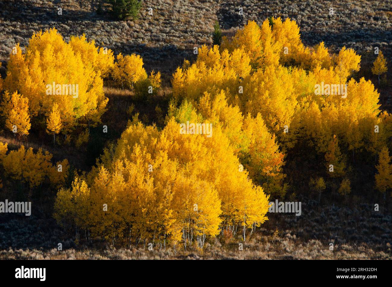 Aspen trees populus tremuloides teton hi-res stock photography and ...