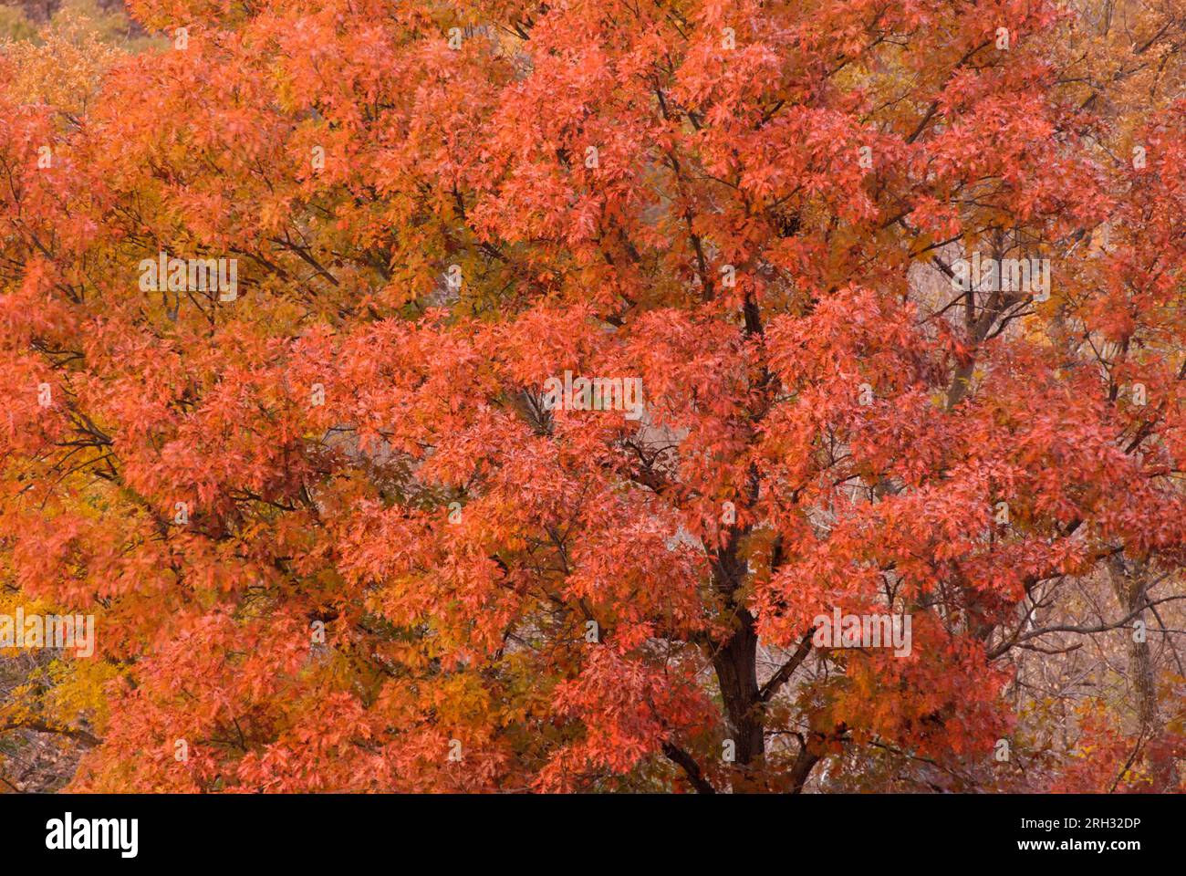 Autumn Oak tree. Waubonsie State Park, Iowa, USA Stock Photo - Alamy