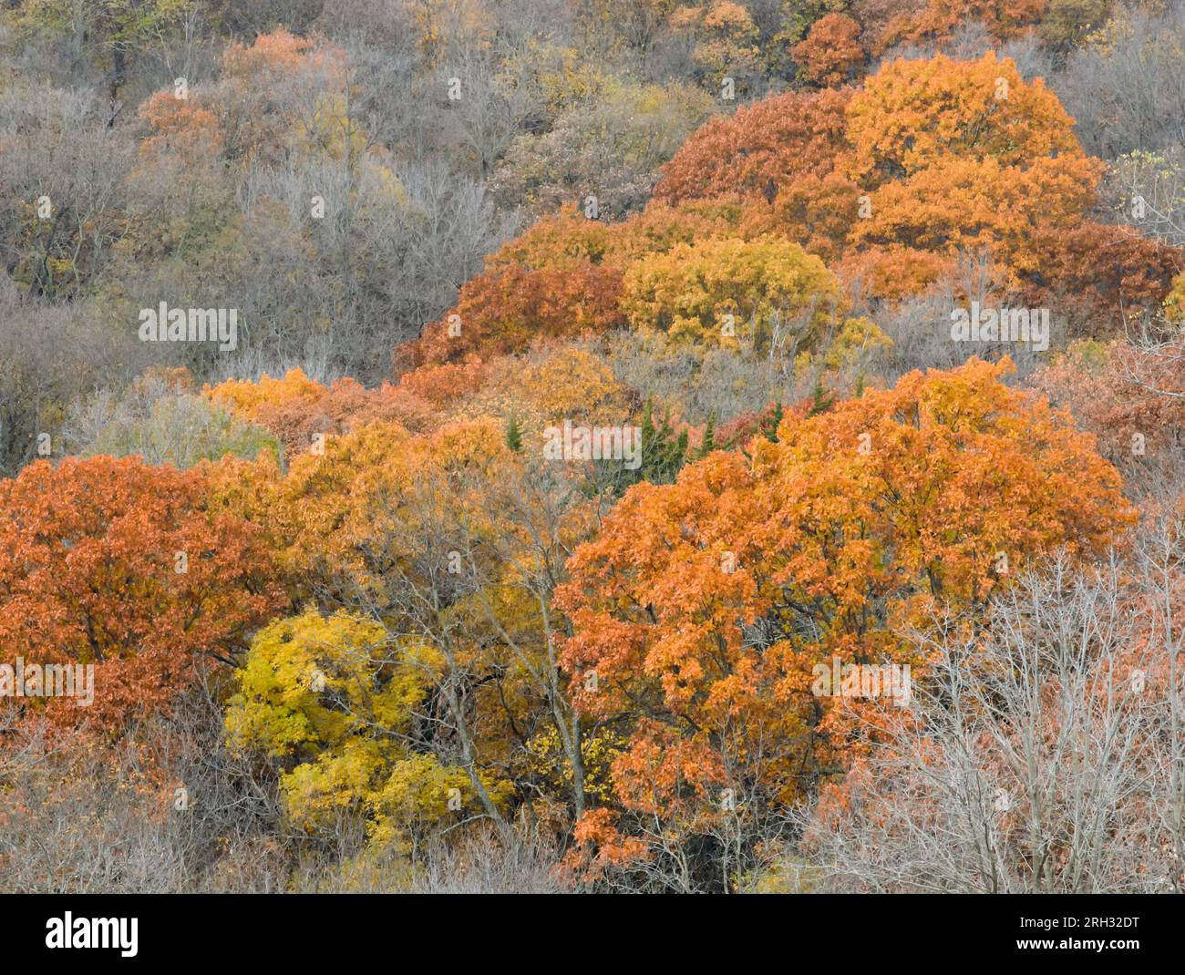 A mix of harwood trees in Autumn. Waubonsie State Park, Iowa, US Stock ...