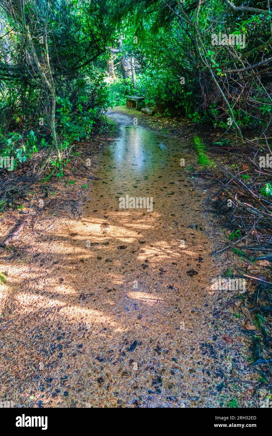 A trail along the Moclips River in Wasington State Stock Photo - Alamy