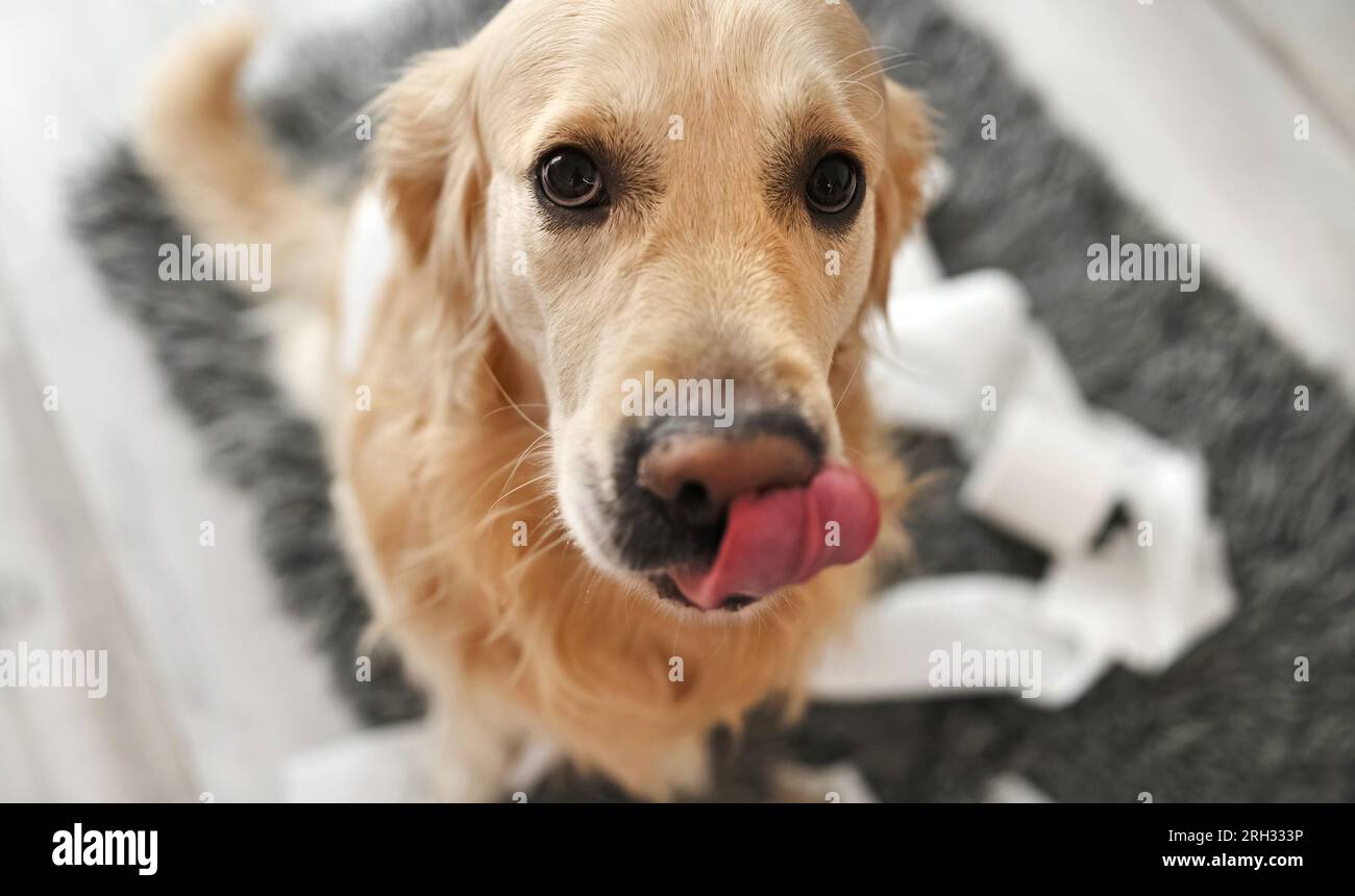 Golden retriever dog looking at camera after playing with toilet paper ...