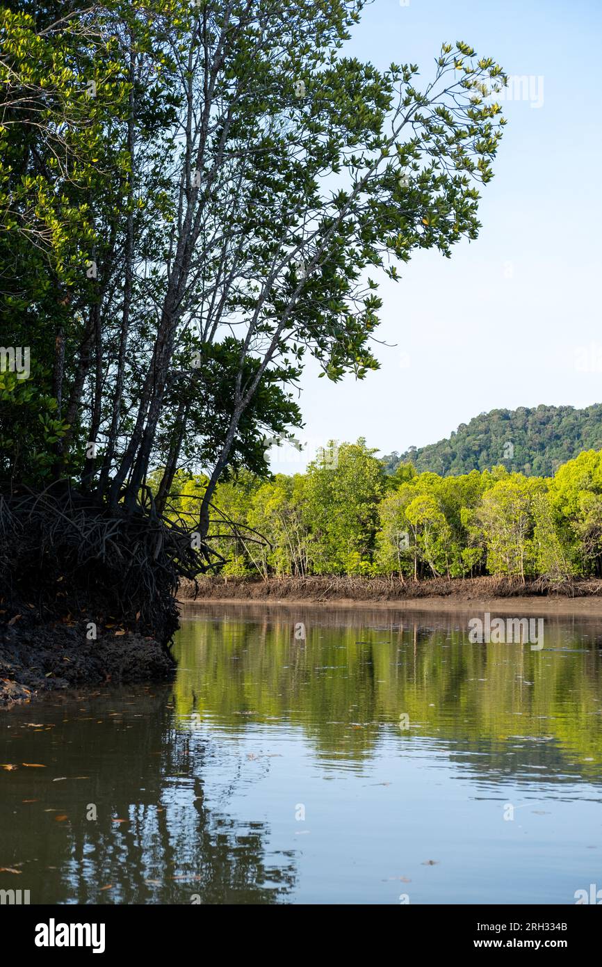 Mangrove forest, including trees and shrubs that grow in saline coastal ...