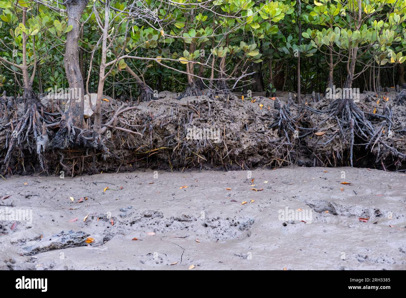 Mangrove forest, including trees and shrubs that grow in saline coastal ...