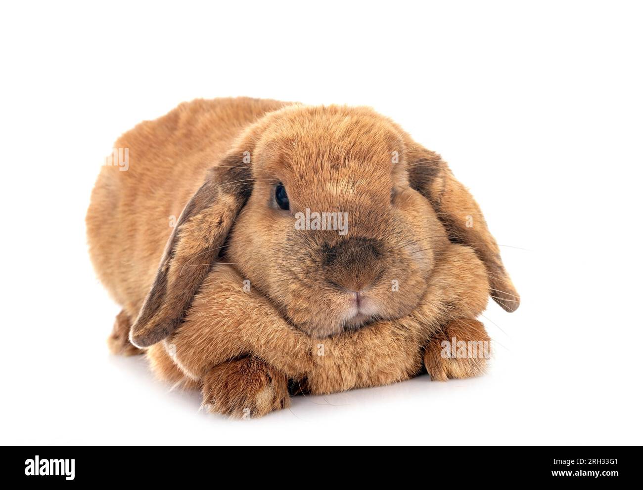 Lop rabbit in front of white background Stock Photo - Alamy