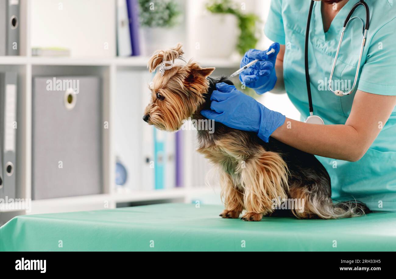 Veterinary cabinet hi-res stock photography and images - Alamy