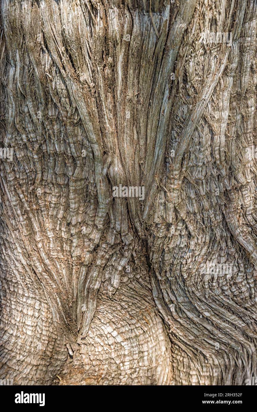 Close up of the lines and curves of a tree's growth on it's trunk Stock ...
