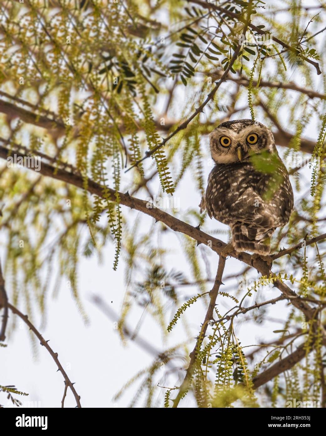 Owl looking back hi-res stock photography and images - Alamy