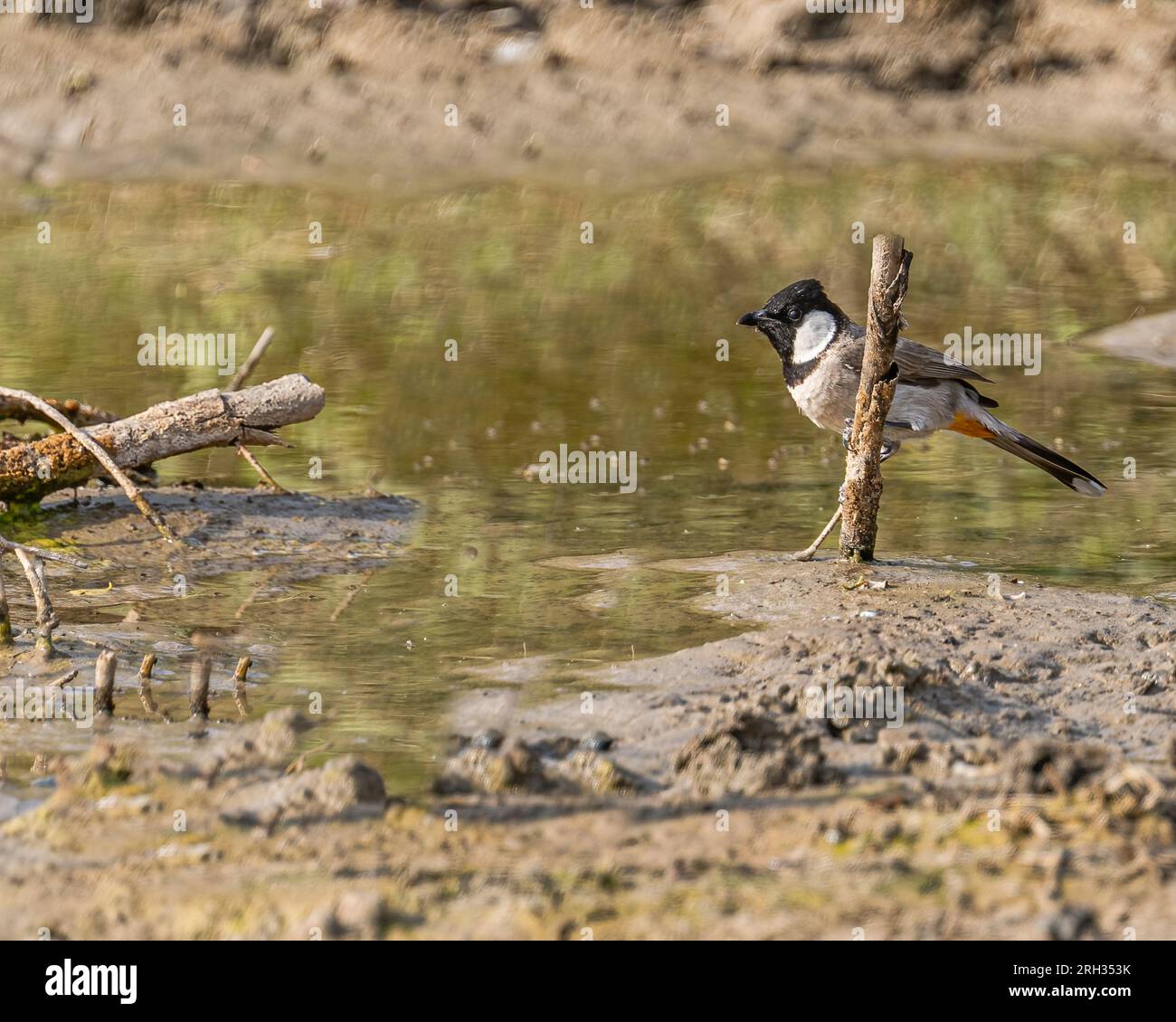 Bulbul species of india hi-res stock photography and images - Alamy