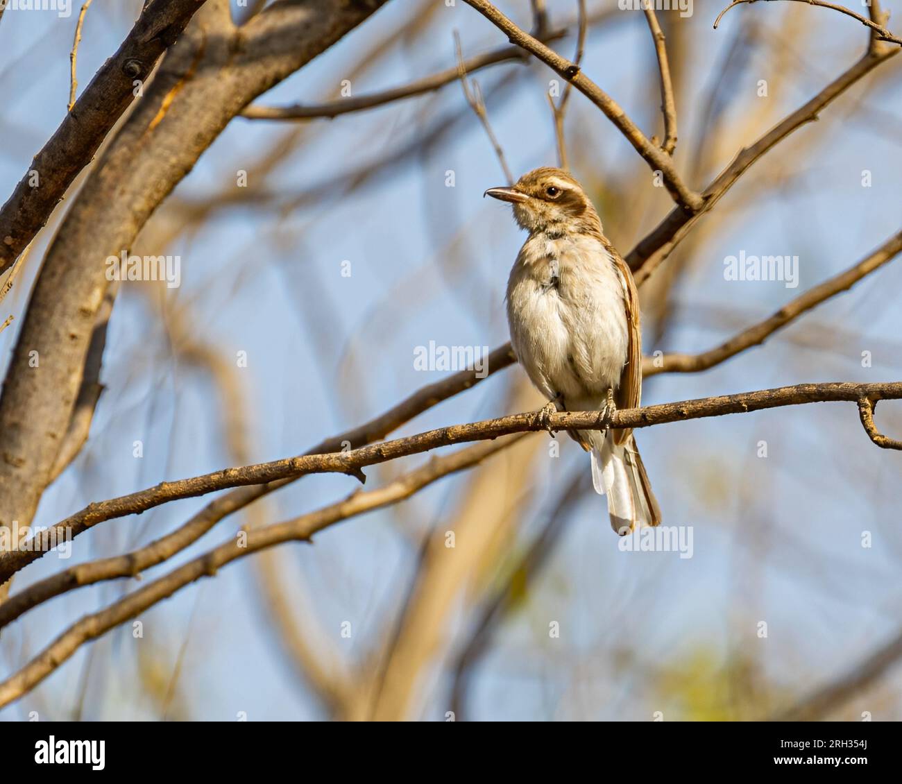 Wood shrike hi-res stock photography and images - Alamy