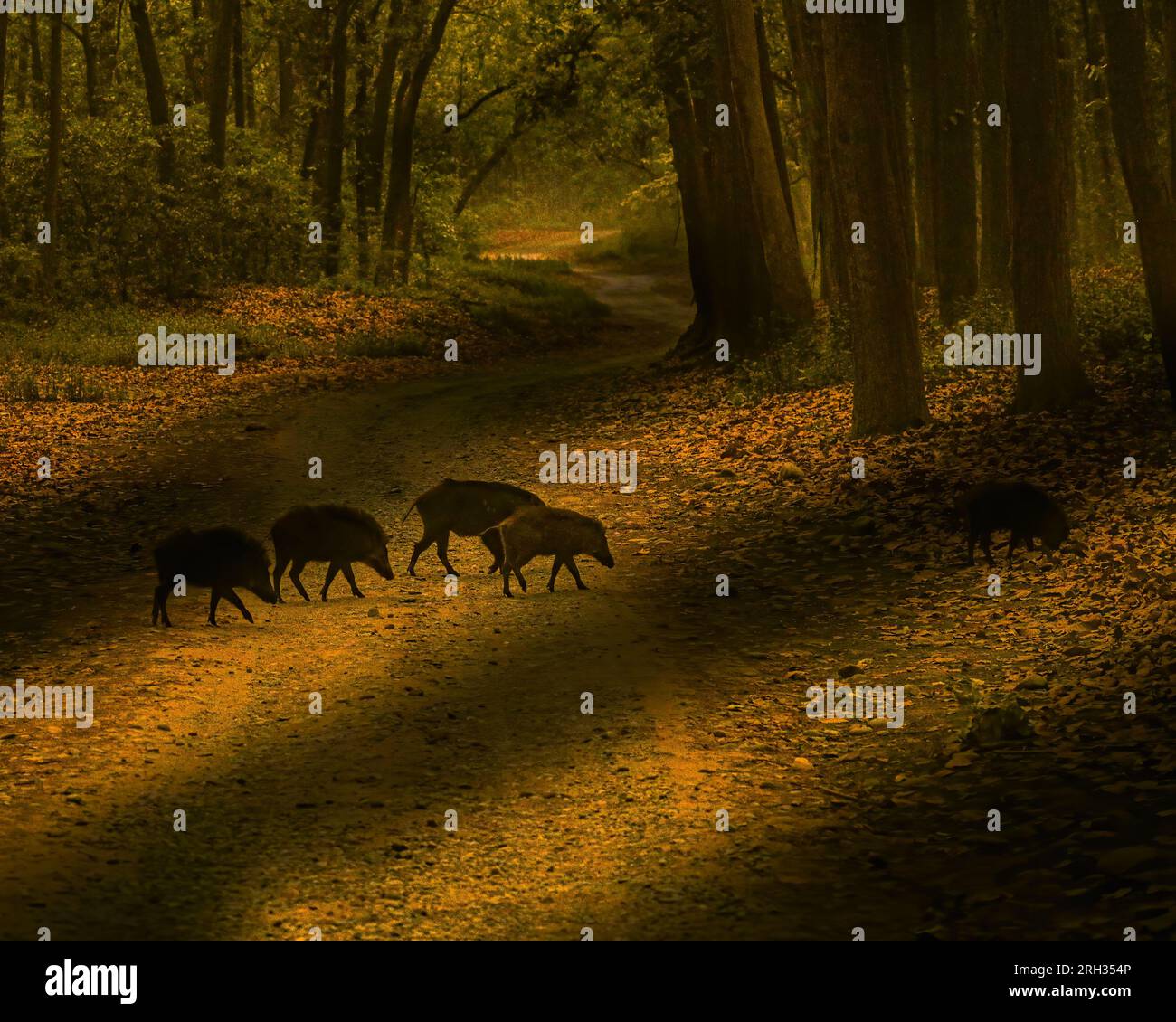 Wild boar crossing road hi-res stock photography and images - Alamy