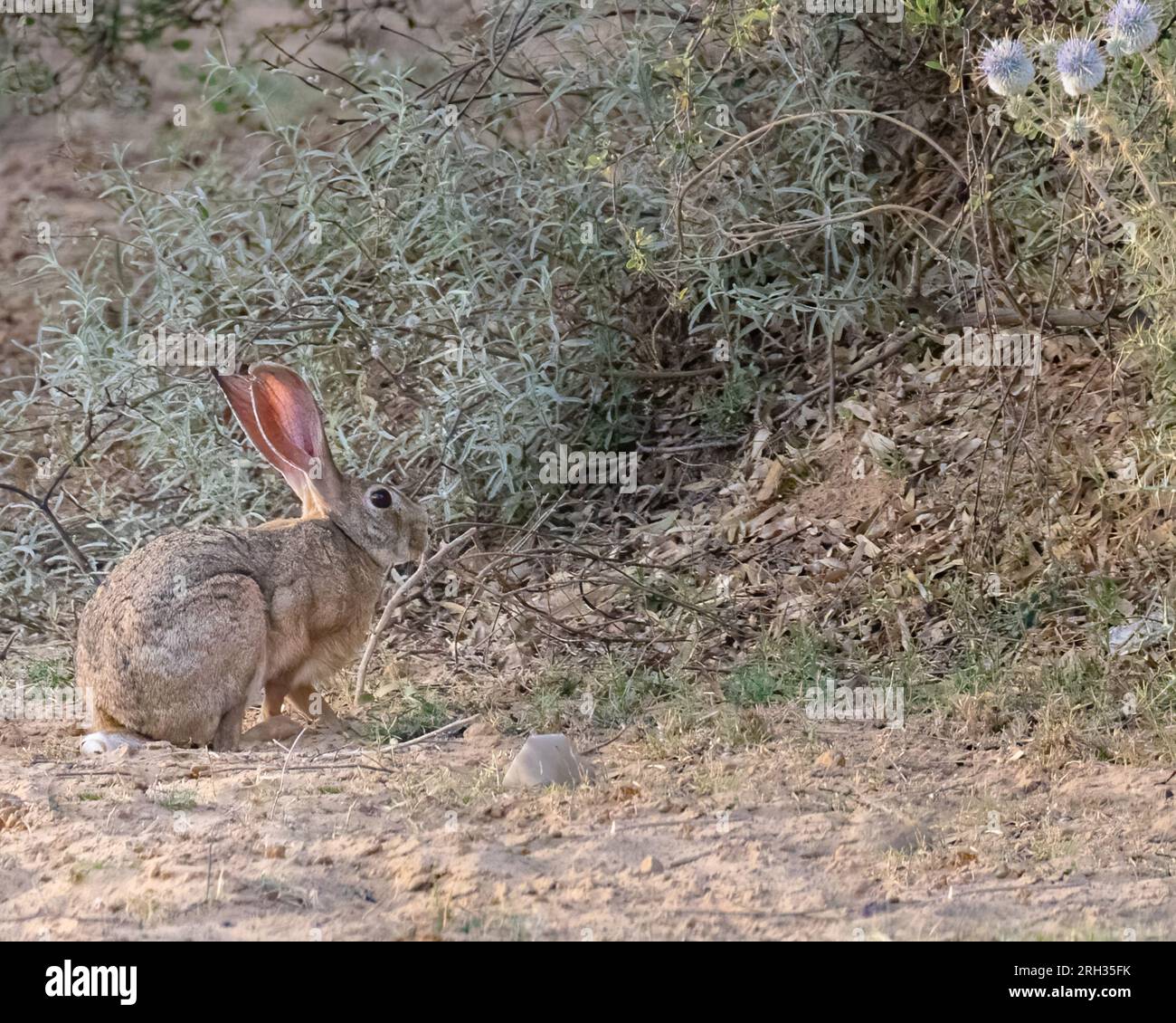 Rabbit in the forest hi-res stock photography and images - Alamy