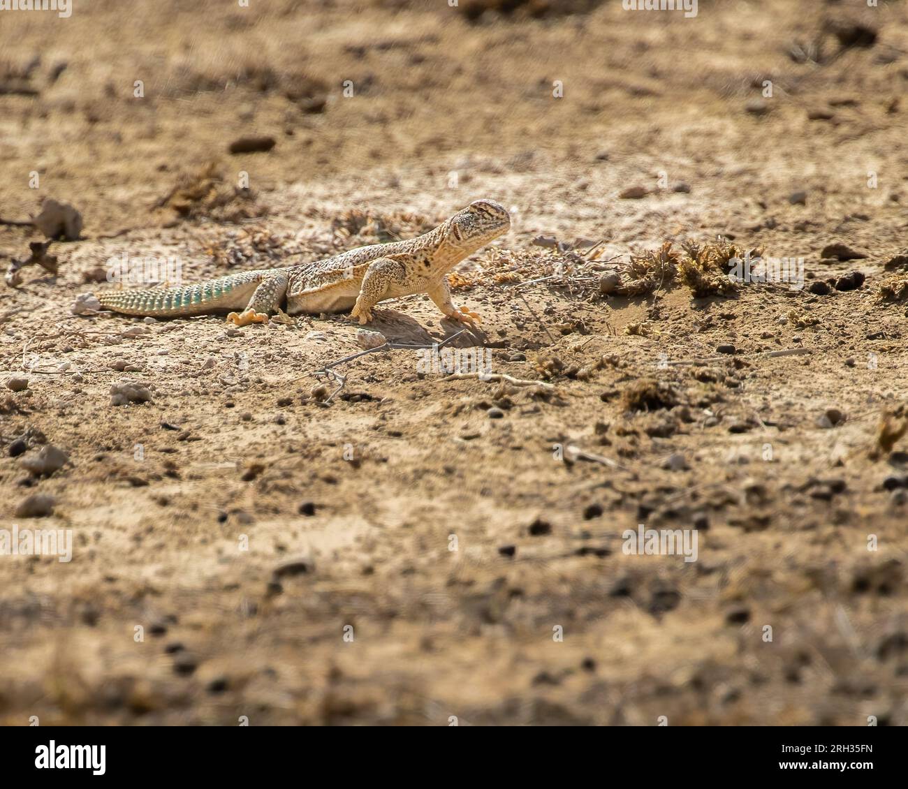 A Spiny Lizard looking into the camera Stock Photo - Alamy