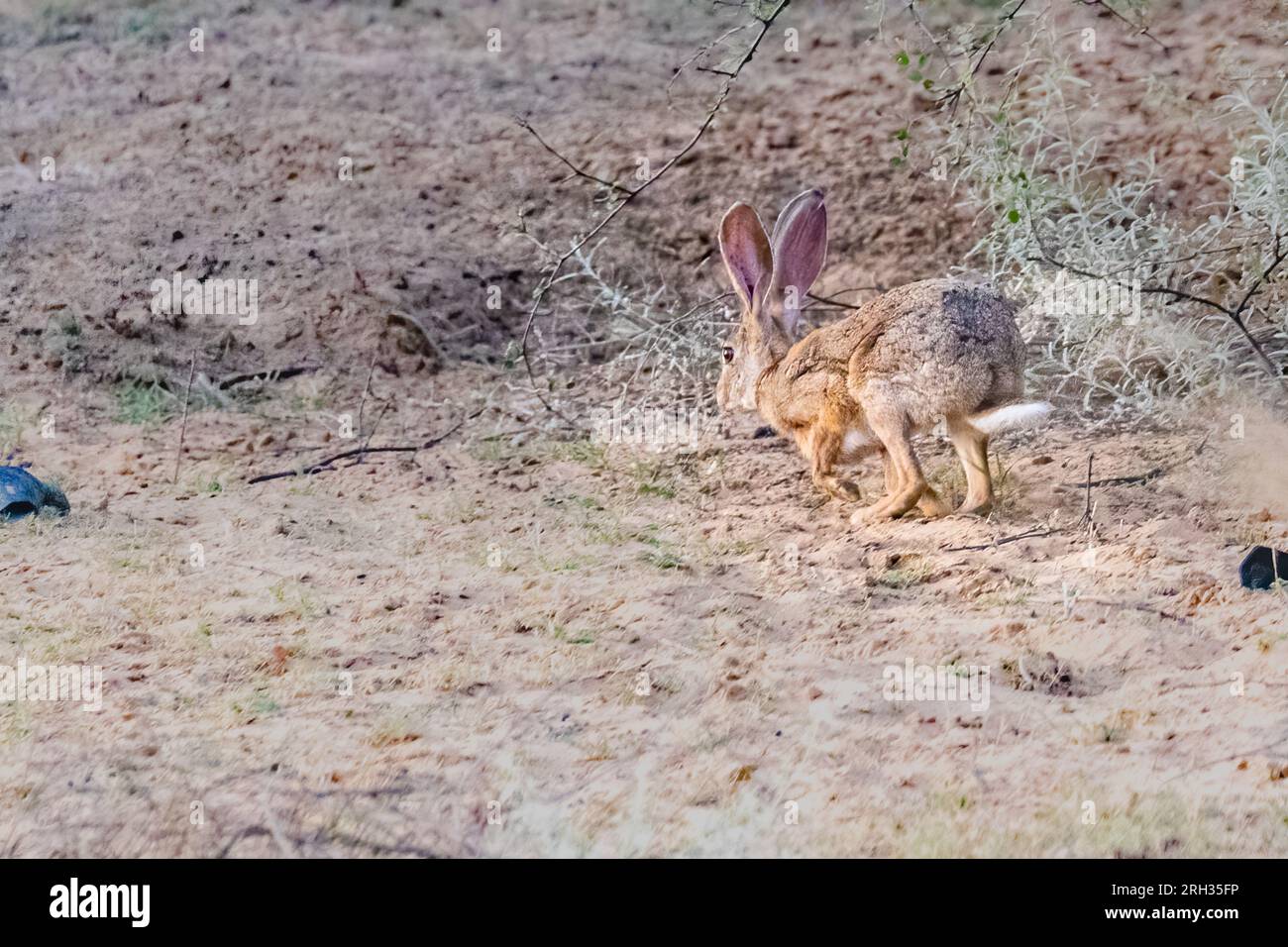 A Rabbit running away in a forest Stock Photo - Alamy