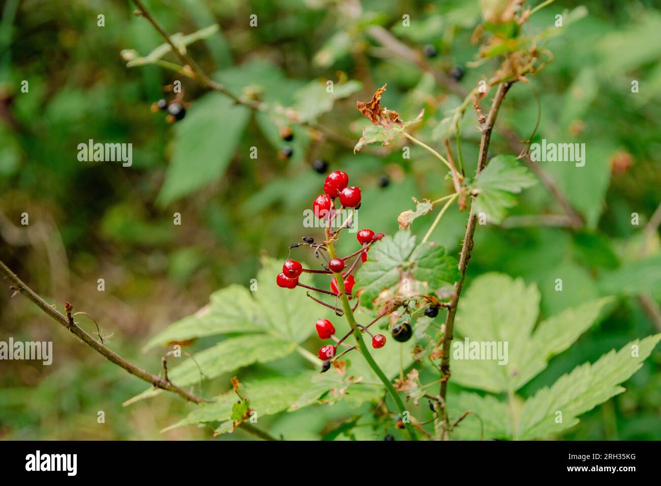 Red berries in a bush in the Canadian wilderness Stock Photo - Alamy
