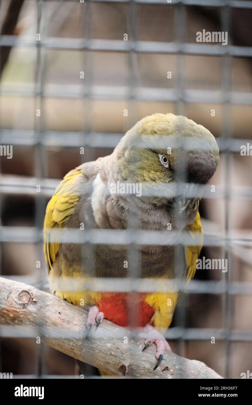 Conure sitting on a branch in a cage at the zoo Stock Photo - Alamy