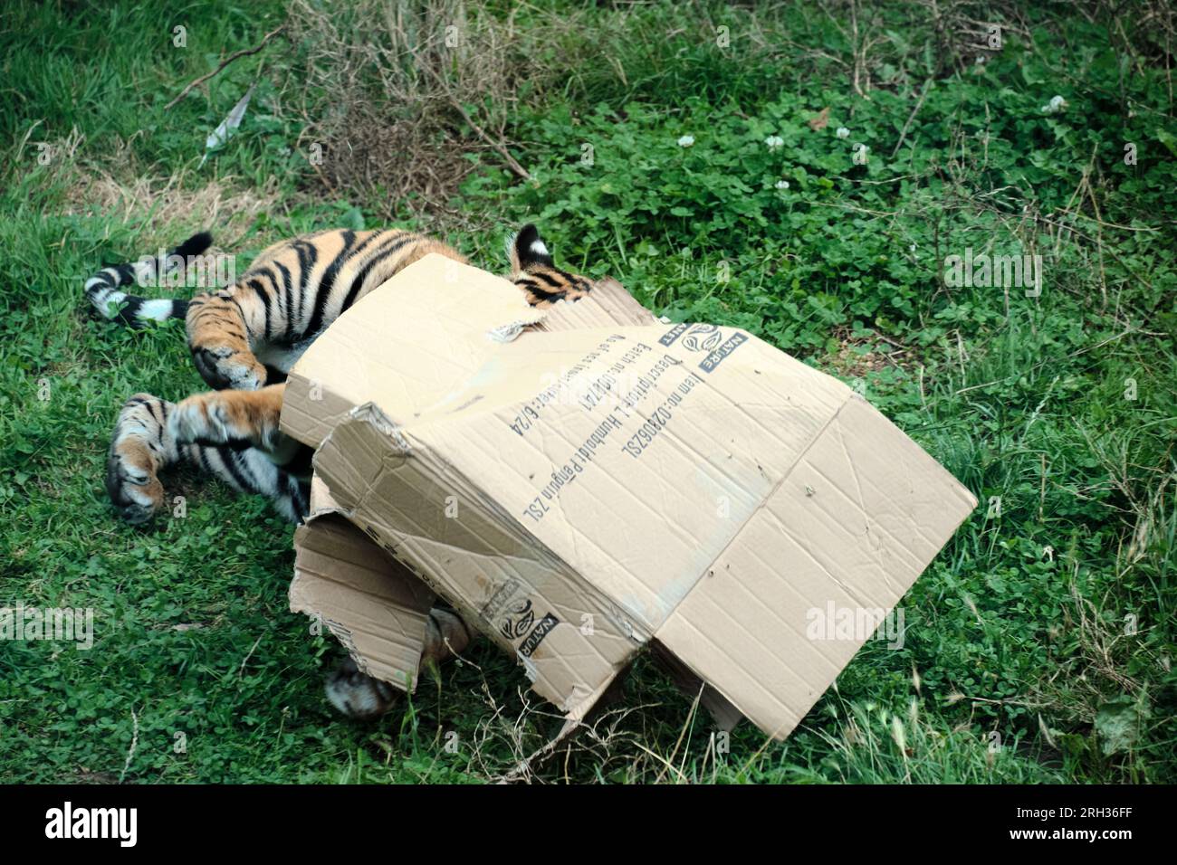 Tiger playing with a cardboard box Stock Photo - Alamy