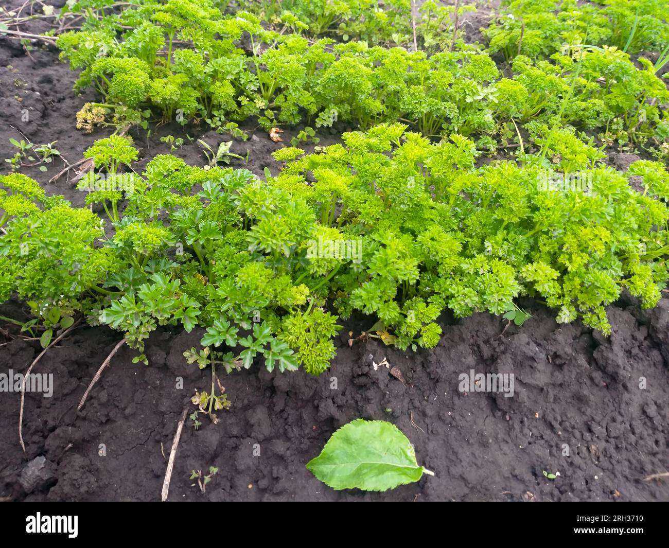 spring background: vegetable garden beds with young greens Stock Photo ...