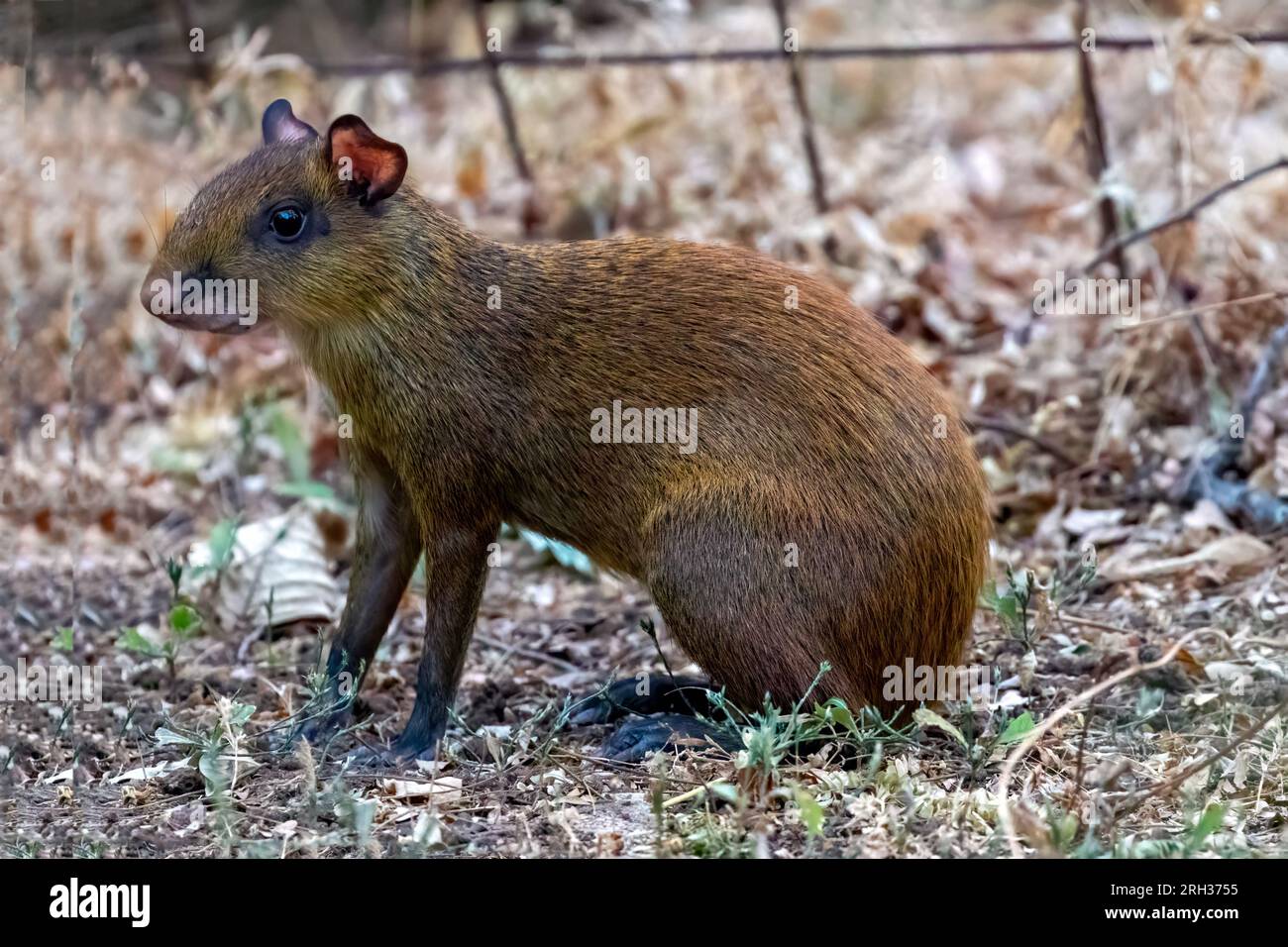 An isolated Agouti. Photo taken in Costa Rica near Tamarindo Stock ...