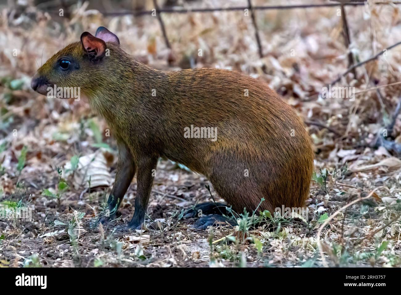 Tropical rodent hi-res stock photography and images - Alamy