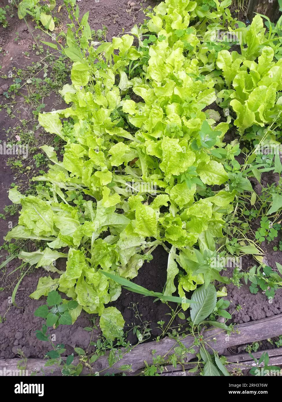 spring background: vegetable garden beds with young greens Stock Photo ...