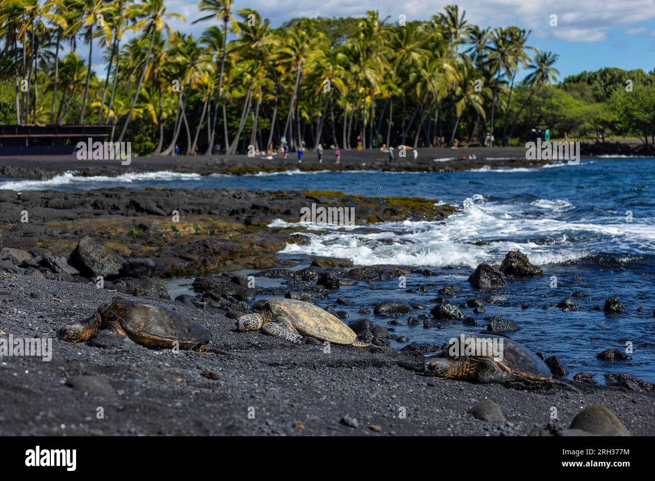 Three Sea Turtles on Punalu'u Beach, Hawai'i, USA Stock Photo - Alamy