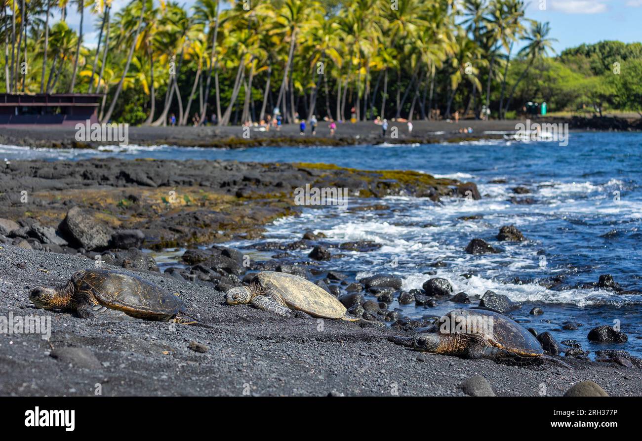 Three sea turtles hi-res stock photography and images - Alamy