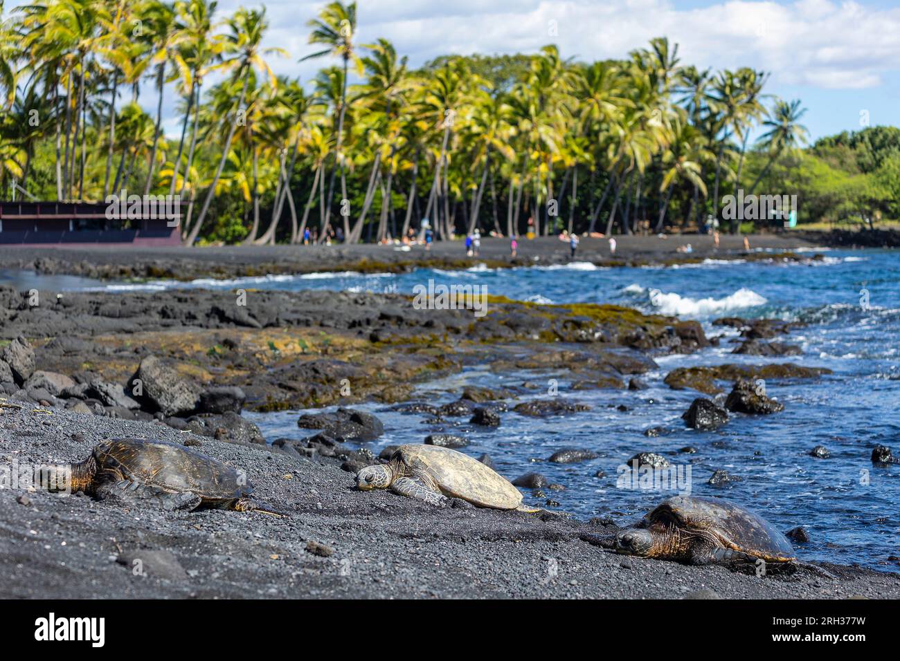 Three Sea Turtles on Punalu'u Beach, Hawai'i, USA Stock Photo - Alamy
