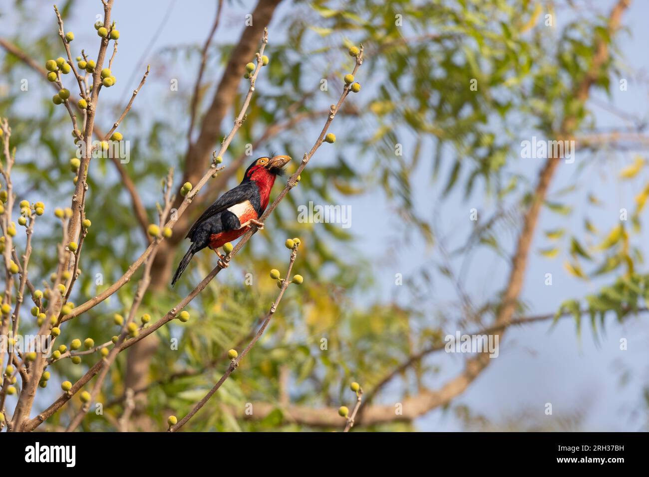 Bearded fig tree hi-res stock photography and images - Alamy