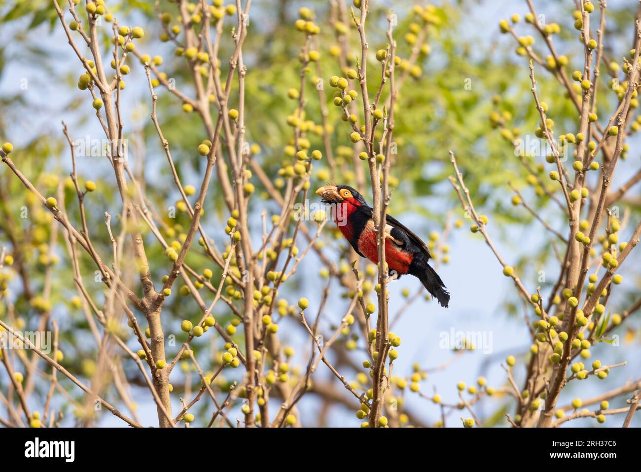 Bearded fig tree hi-res stock photography and images - Alamy