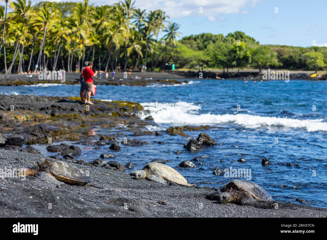 Three Sea Turtles on Punalu'u Beach, Hawai'i, USA Stock Photo - Alamy
