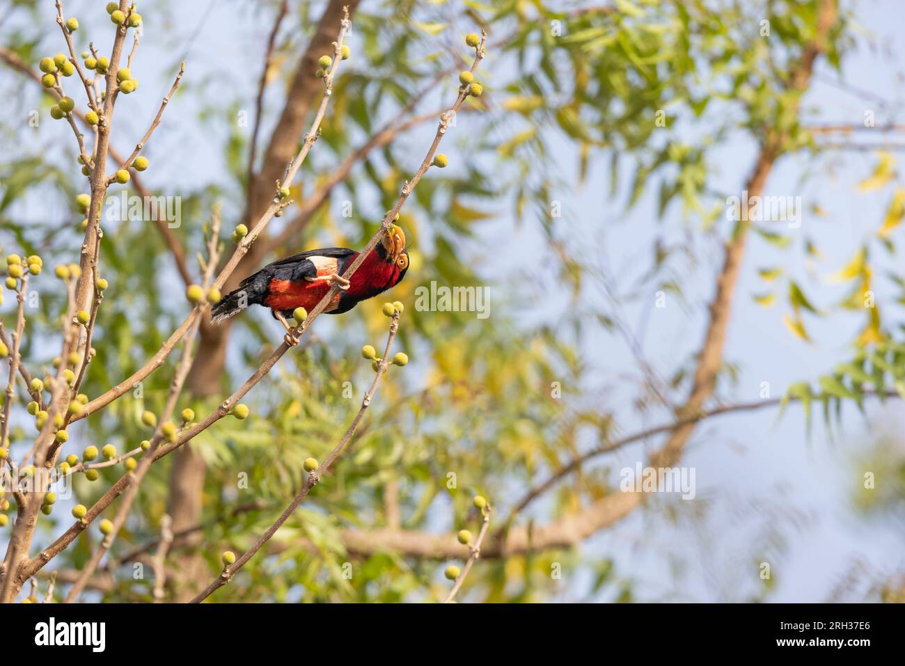 Bearded fig tree hi-res stock photography and images - Alamy