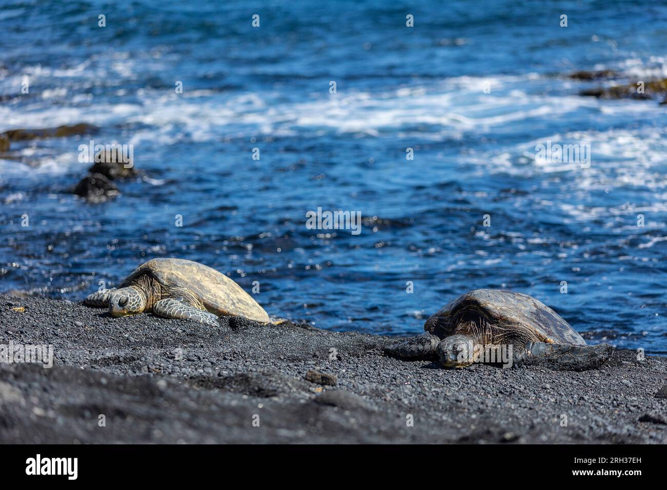 Two Sea Turtles on Punalu'u Beach, Hawai'i, USA Stock Photo - Alamy