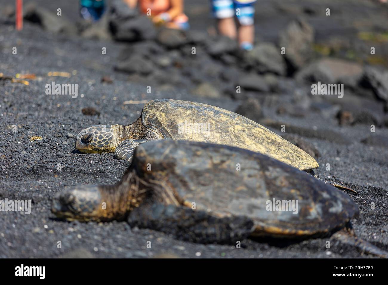 Two Sea Turtles on Punalu'u Beach, Hawai'i, USA Stock Photo - Alamy