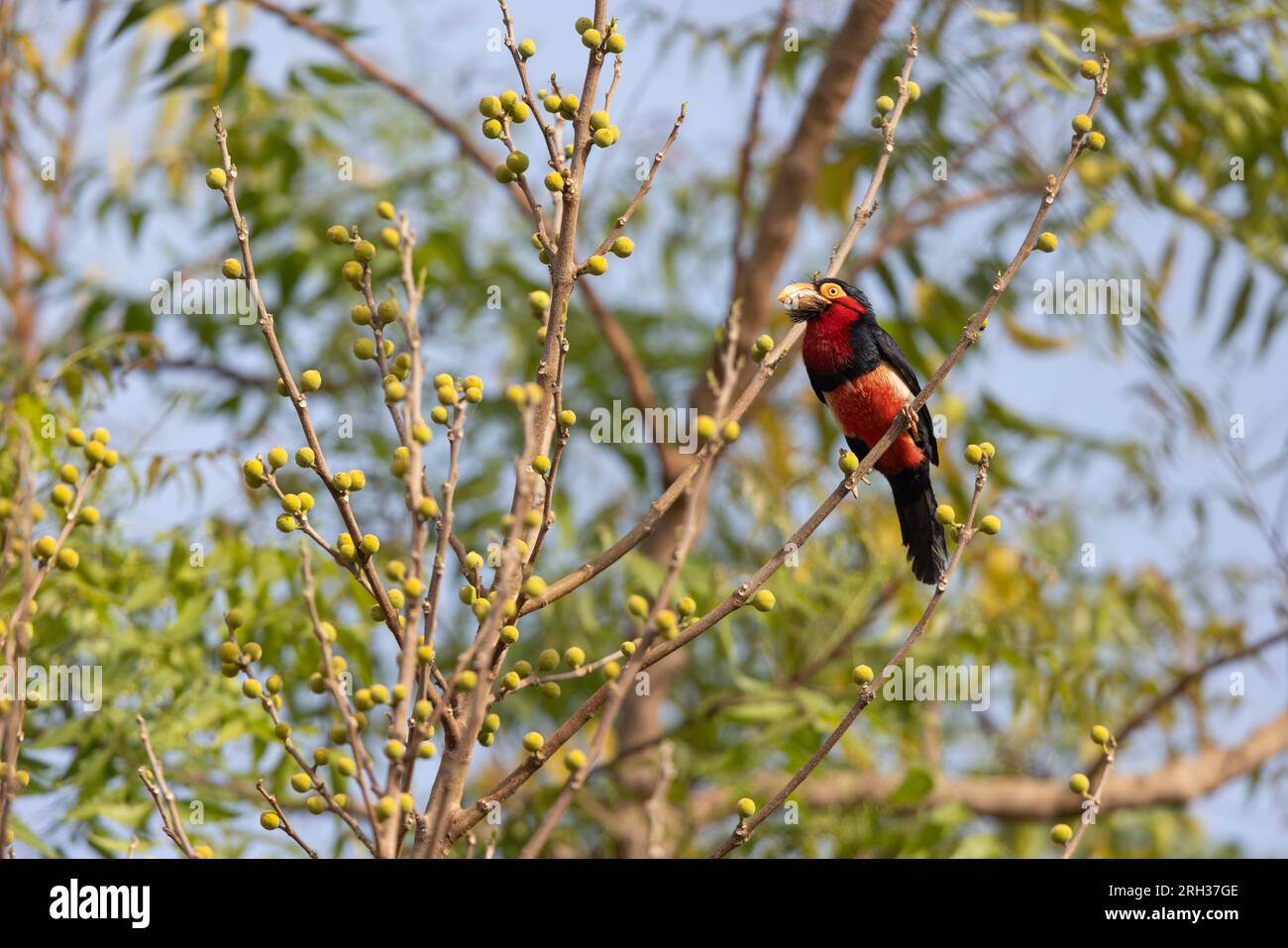 Bearded fig tree hi-res stock photography and images - Alamy