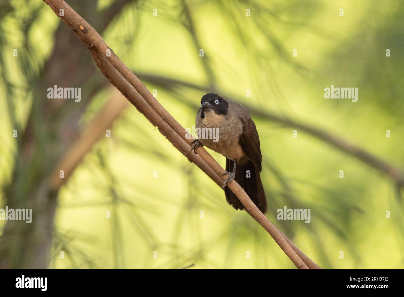 Turdoides reinwardtii hi-res stock photography and images - Alamy