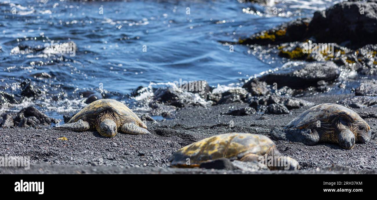 Three Sea Turtles on Punalu'u Beach, Hawai'i, USA Stock Photo - Alamy