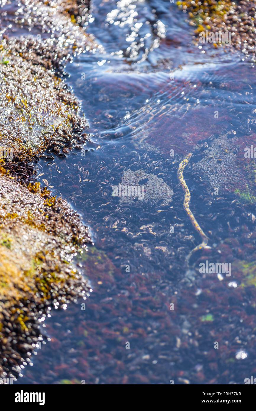 Hawaiian moray eel hi-res stock photography and images - Alamy