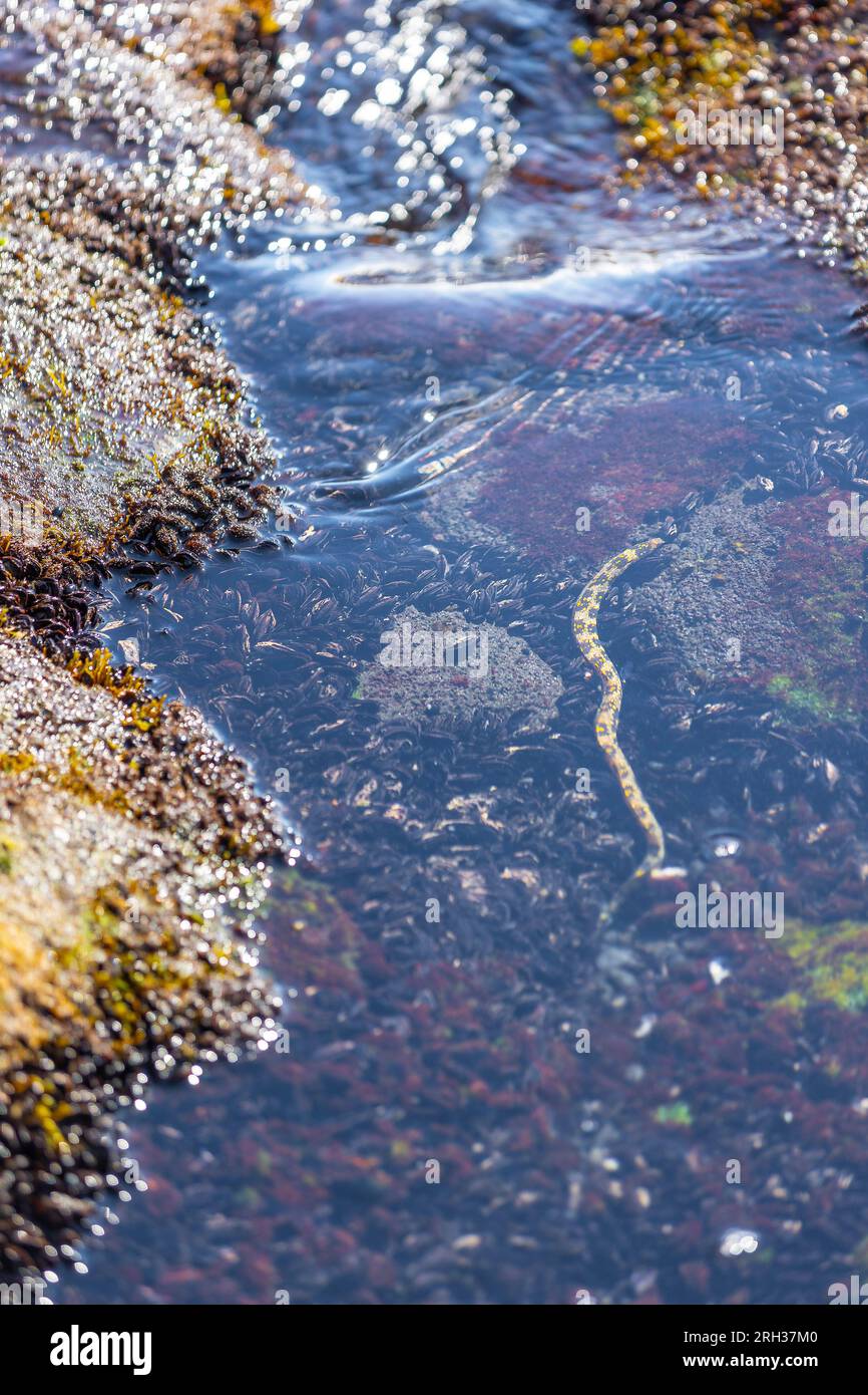 Hawaiian moray eel hi-res stock photography and images - Alamy