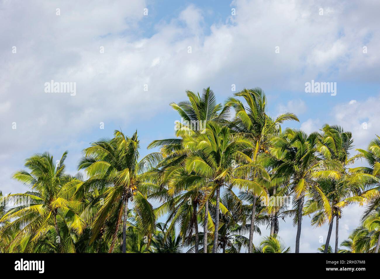 Sea turtle and palm tree sea turtles on hawaii hi-res stock photography ...