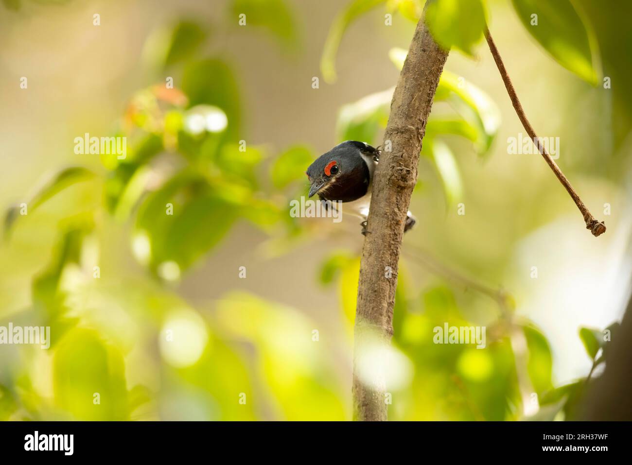 Brown-throated wattle-eye Platysteira cyanea, adult male perched in ...