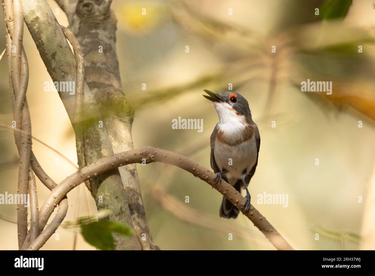 Scarlet spectacled wattle eye hi-res stock photography and images - Alamy