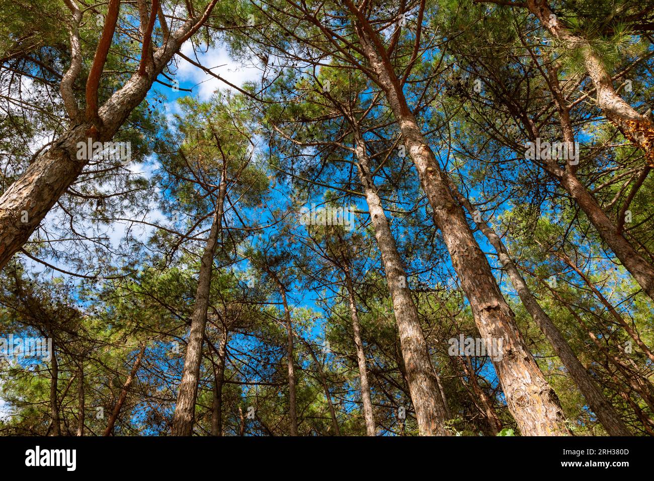 Pine tree branch from below hi-res stock photography and images - Alamy