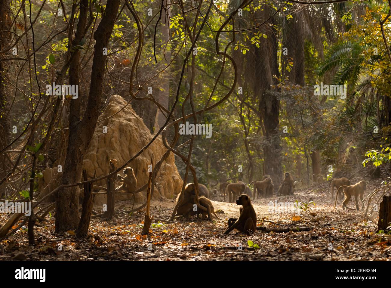 Guinea baboon Papio papio, troop moving through forest understorey ...