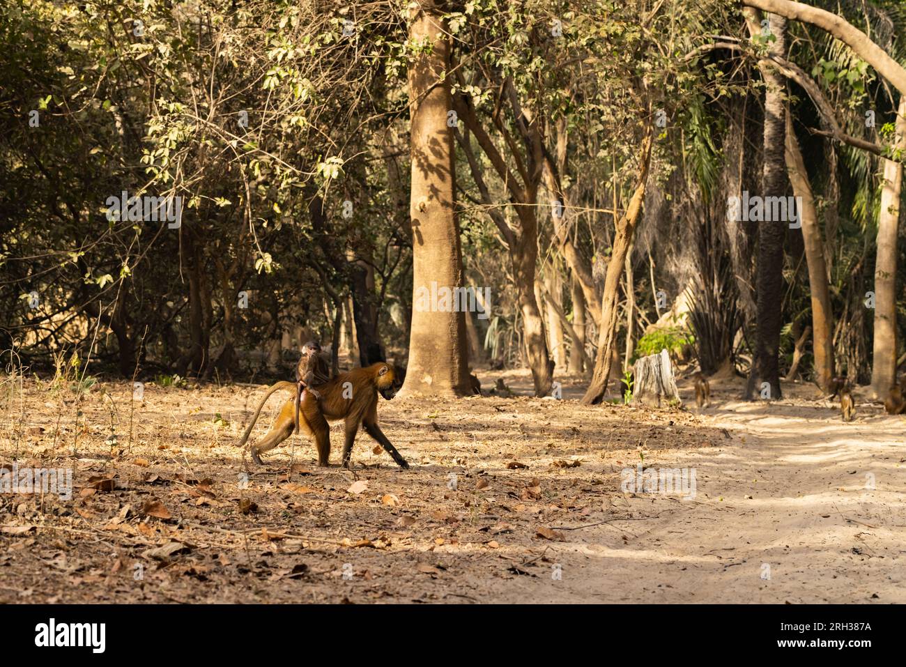 Guinea baboon Papio papio, troop moving through forest understorey ...