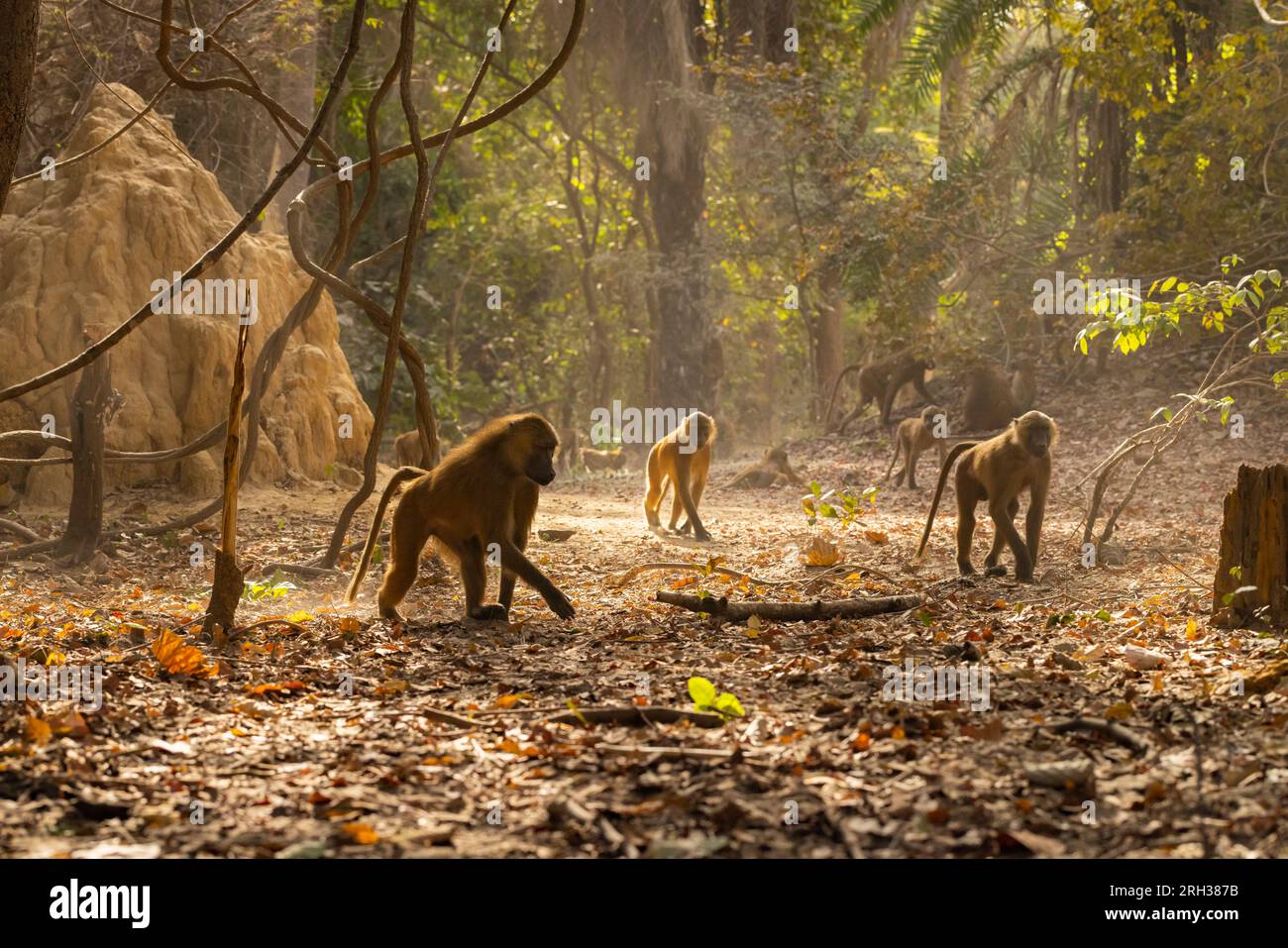 Guinea baboon Papio papio, troop moving through forest understorey ...