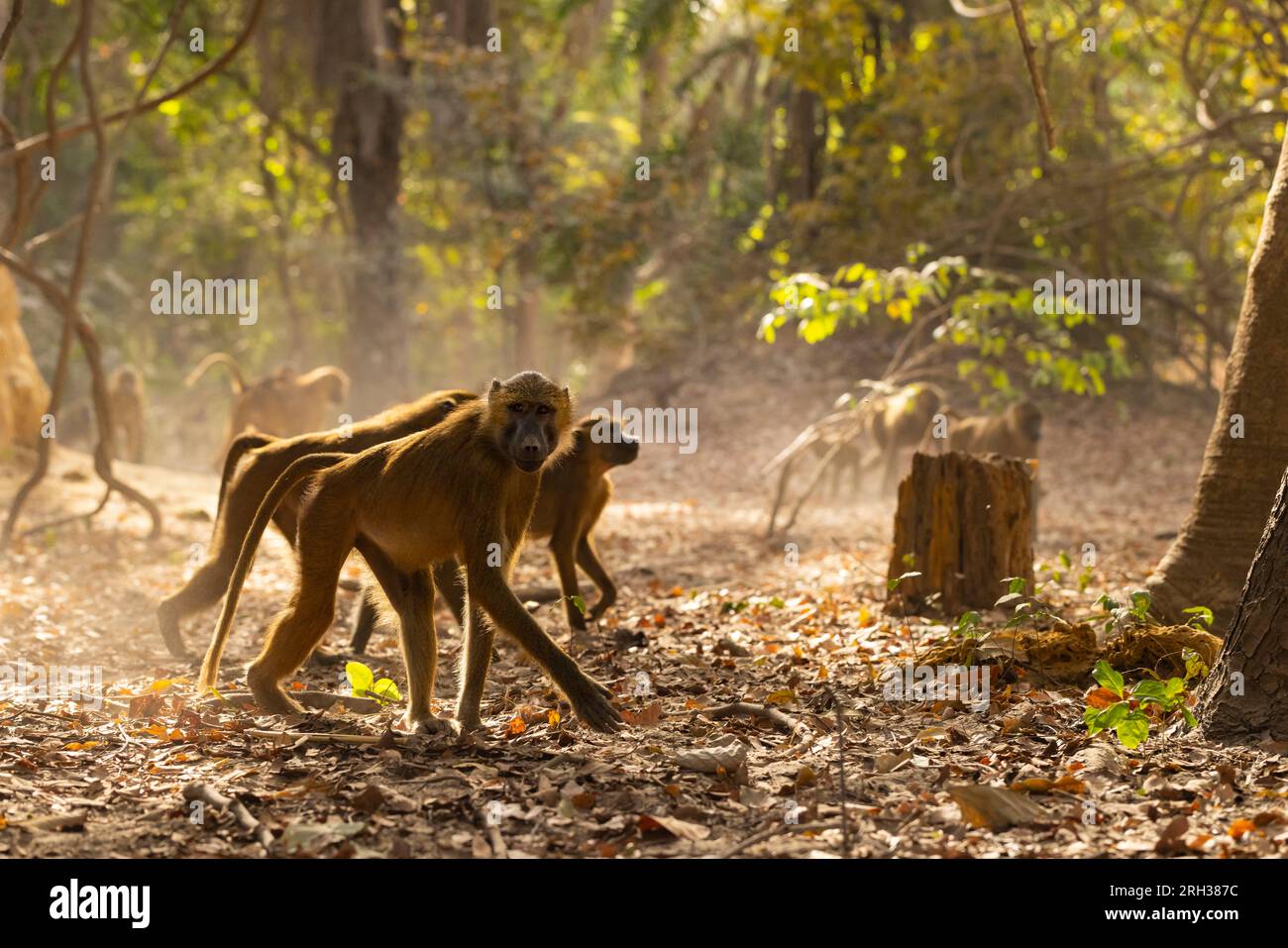 Guinea baboon Papio papio, troop moving through forest understorey ...