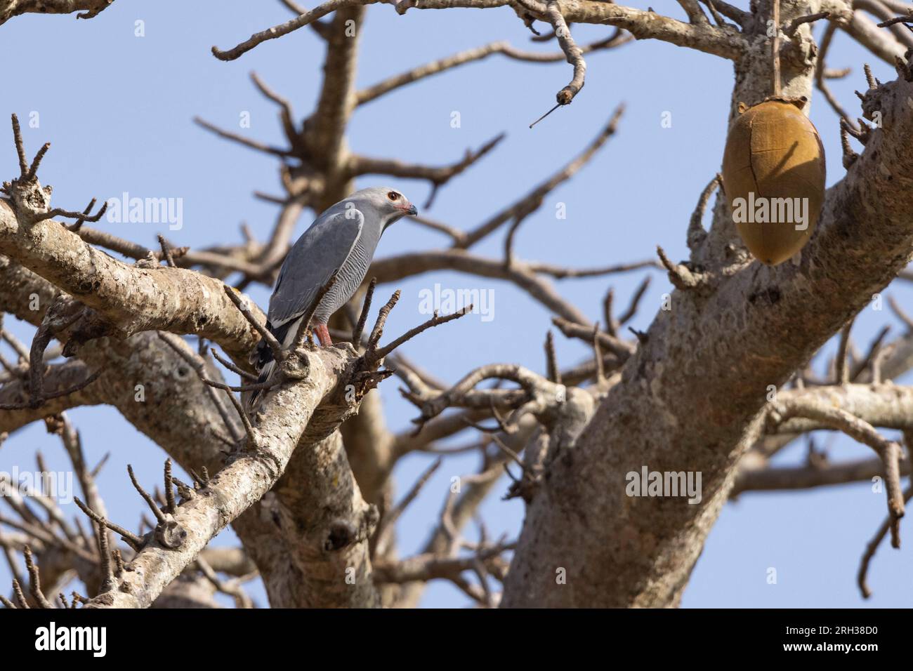 Ethiopian lizard hi-res stock photography and images - Alamy