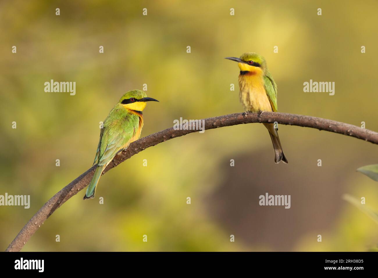 Little bee-eater Merops pusillus, adults perched on branch, Nambikala ...