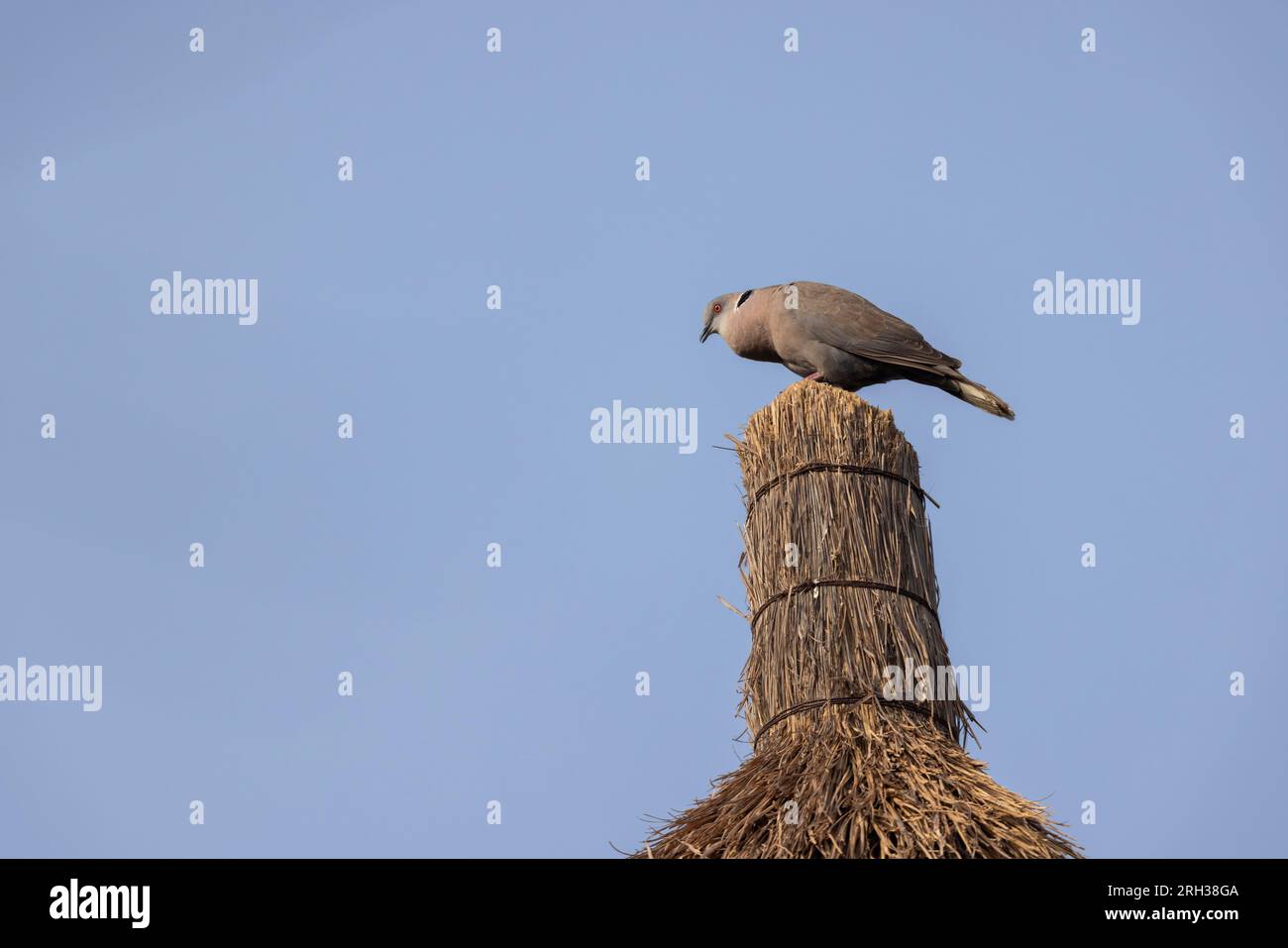 Mourning collared dove Streptopelia decipiens, singing from hut roof ...